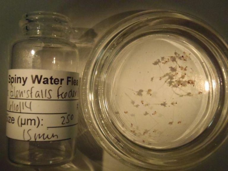 The Spiny Water Flea: The Tiny Zooplankton Creating Big Problems ...