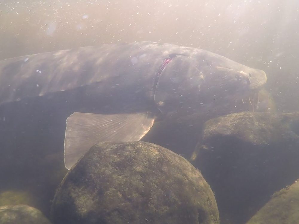 Fish Communities - State of the Bay