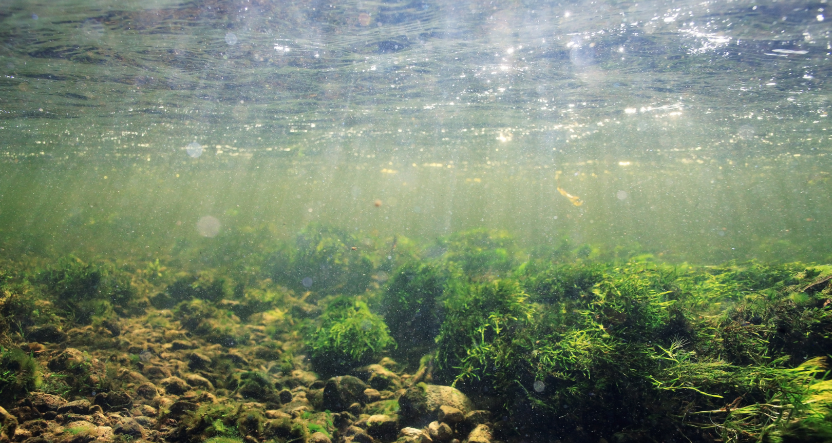 All About Algae: What You Should Know About Harmful Algal Blooms ...